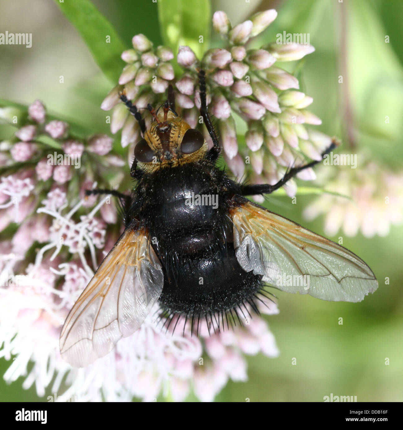 Tachinaire hi-res stock photography and images - Alamy