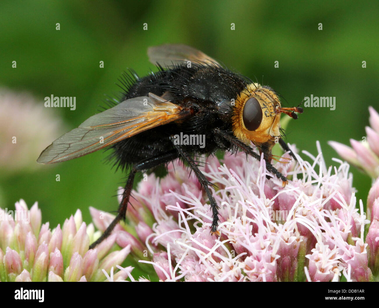 Giant tachinid fly (Tachina grossa) feeding on a hemp-agrimony flower ...