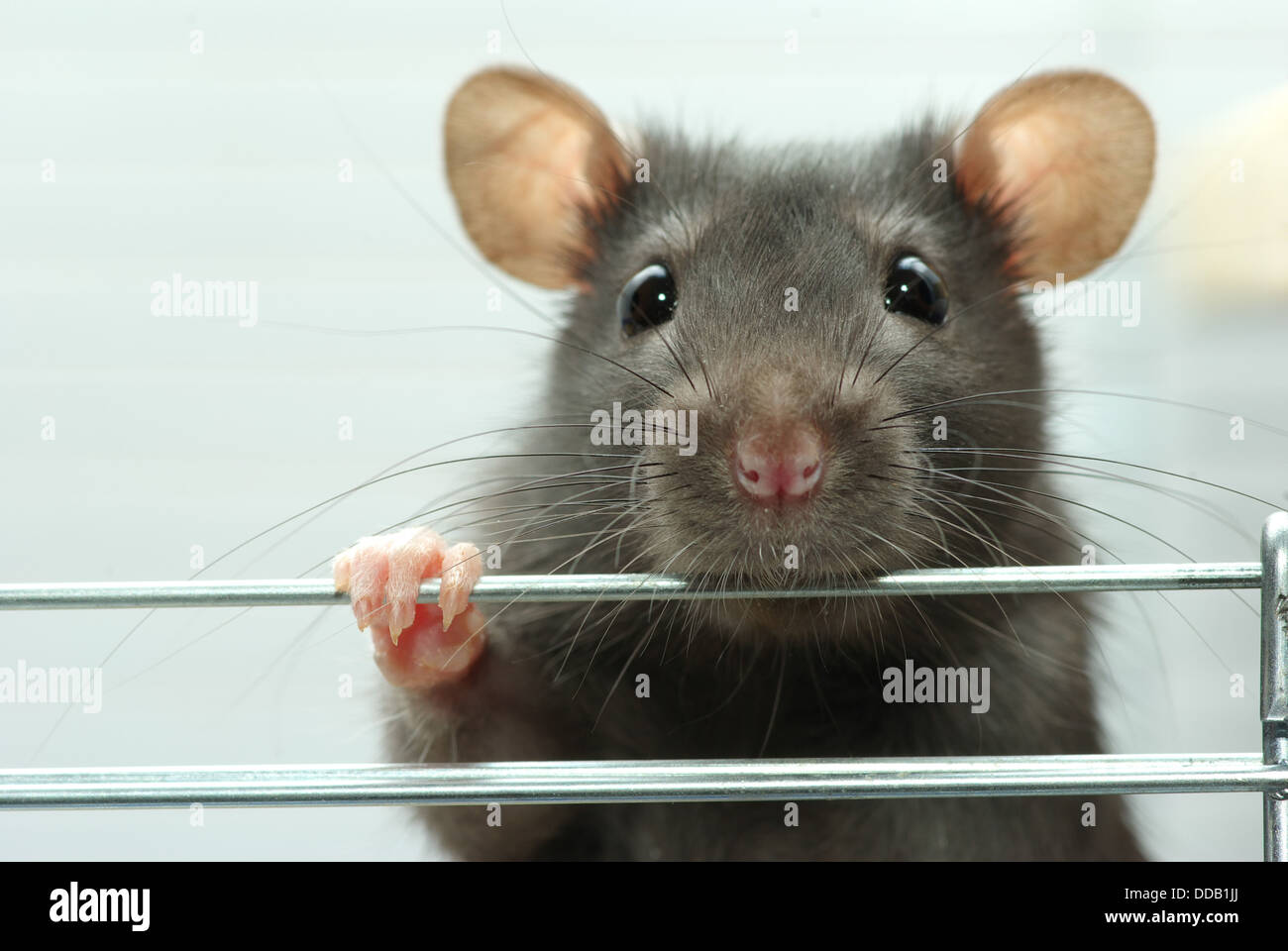 funny rat Stock Photo - Alamy