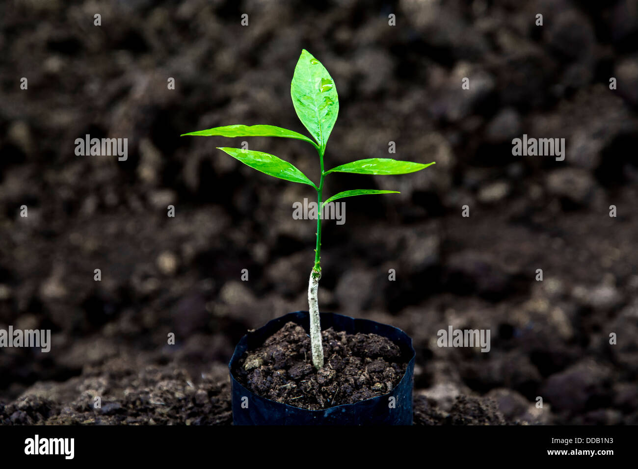 Sprout for planting at the farm Stock Photo - Alamy