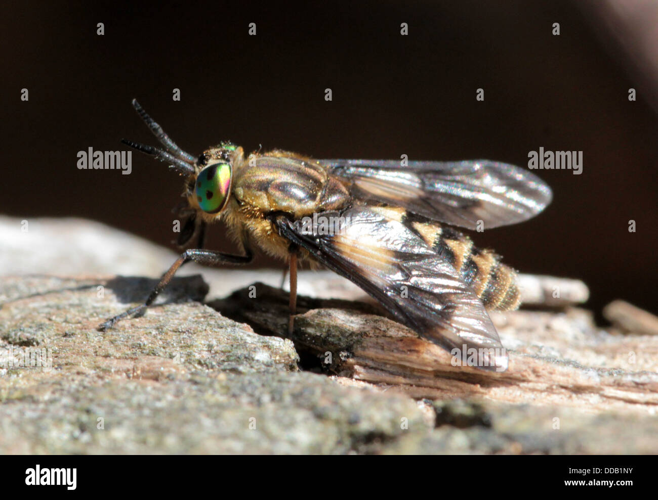 Twin-lobed deerfly (Chrysops relictus) macro Stock Photo - Alamy