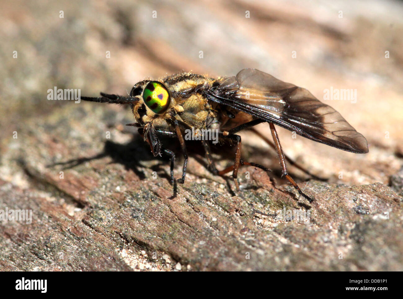 Deerfly hi-res stock photography and images - Alamy