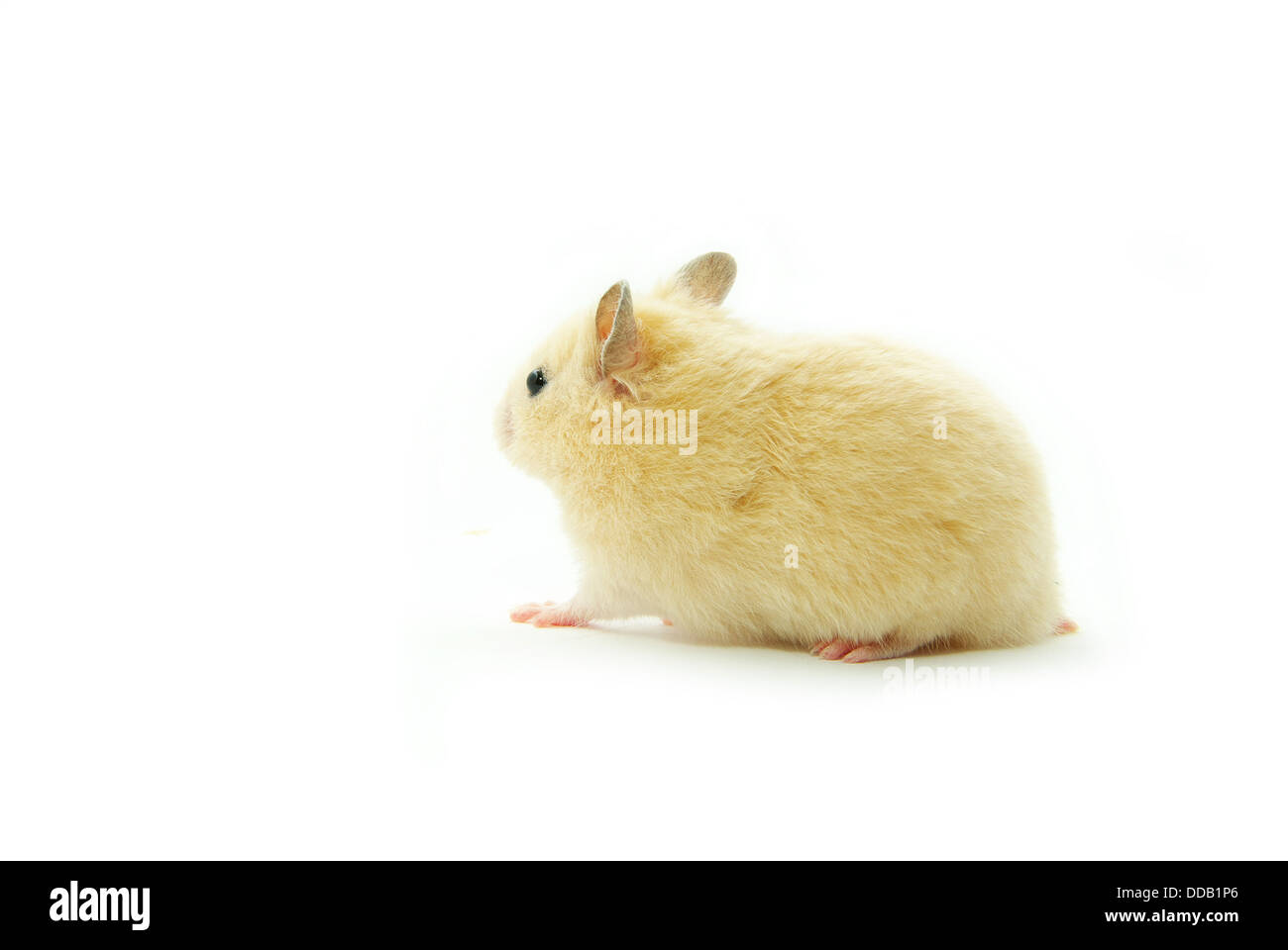 Cute animal begging Cut Out Stock Images & Pictures - Alamy