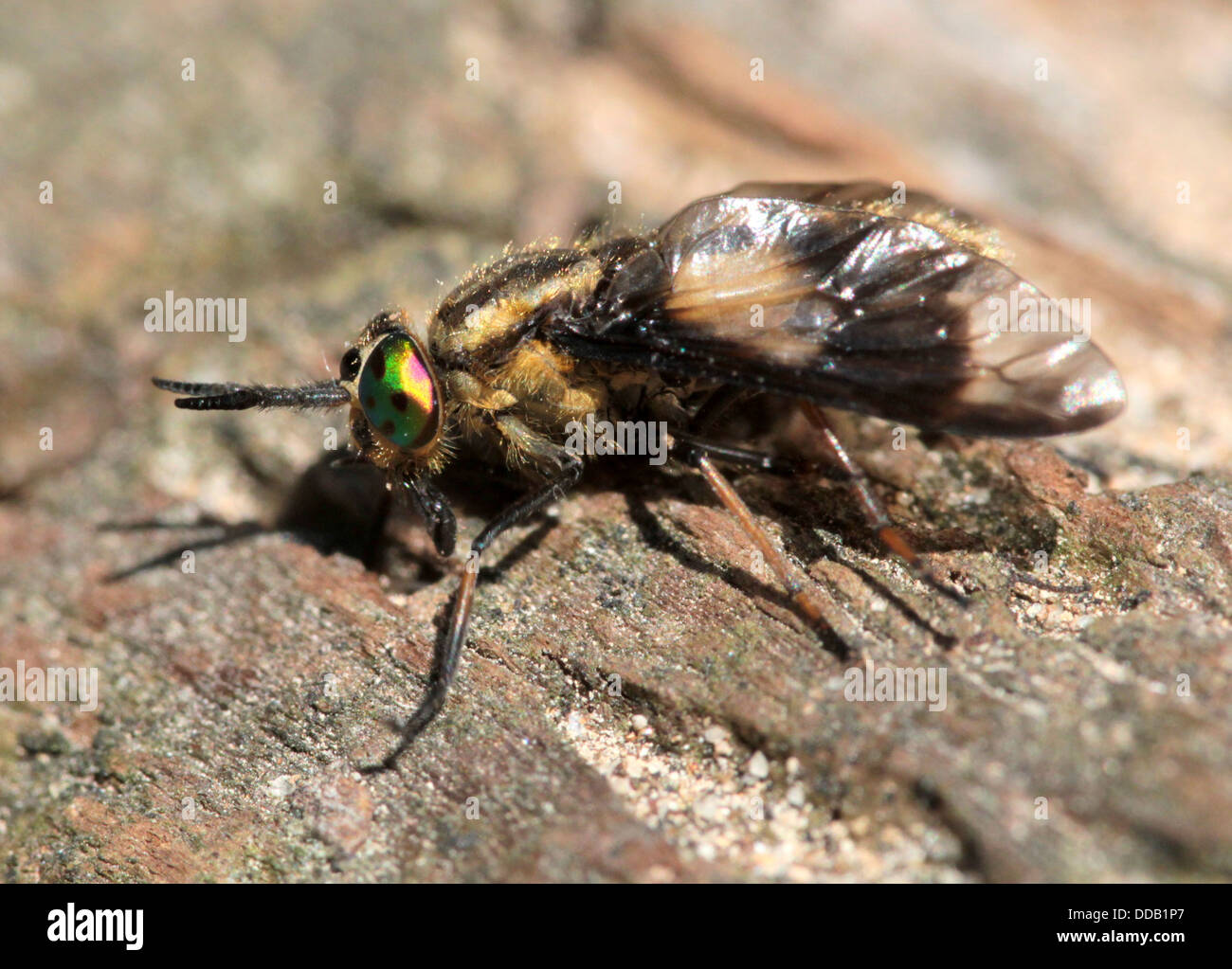 Twin-lobed deerfly (Chrysops relictus) macro Stock Photo - Alamy