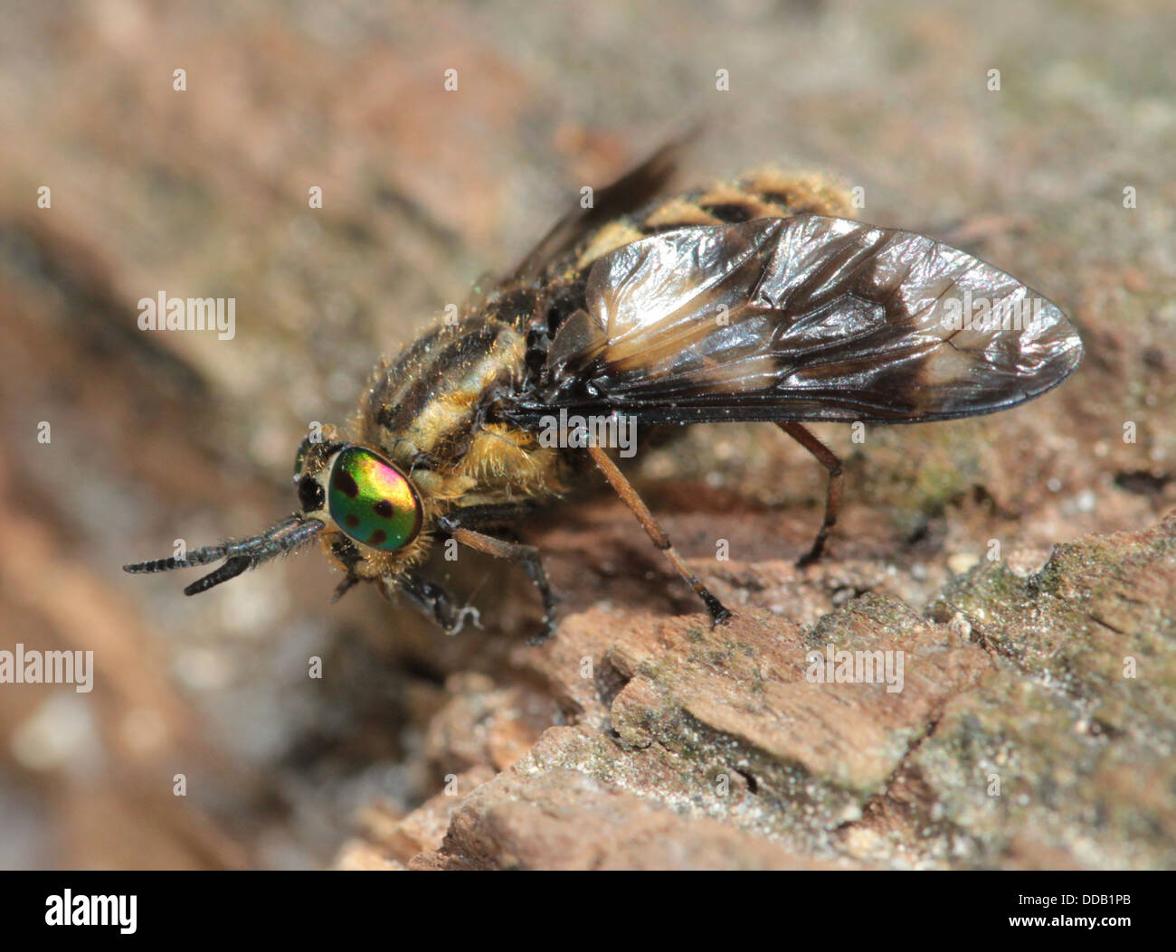 Twin-lobed deerfly (Chrysops relictus) macro Stock Photo - Alamy