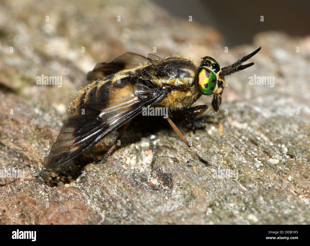 Twin-lobed deerfly (Chrysops relictus) macro Stock Photo - Alamy