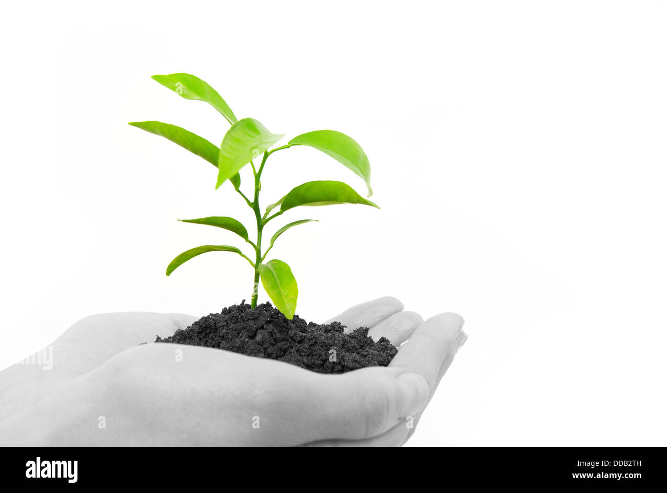 plant between hands Stock Photo - Alamy