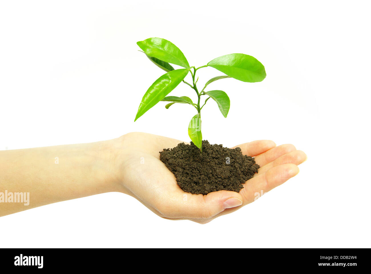 plant in hand Stock Photo - Alamy