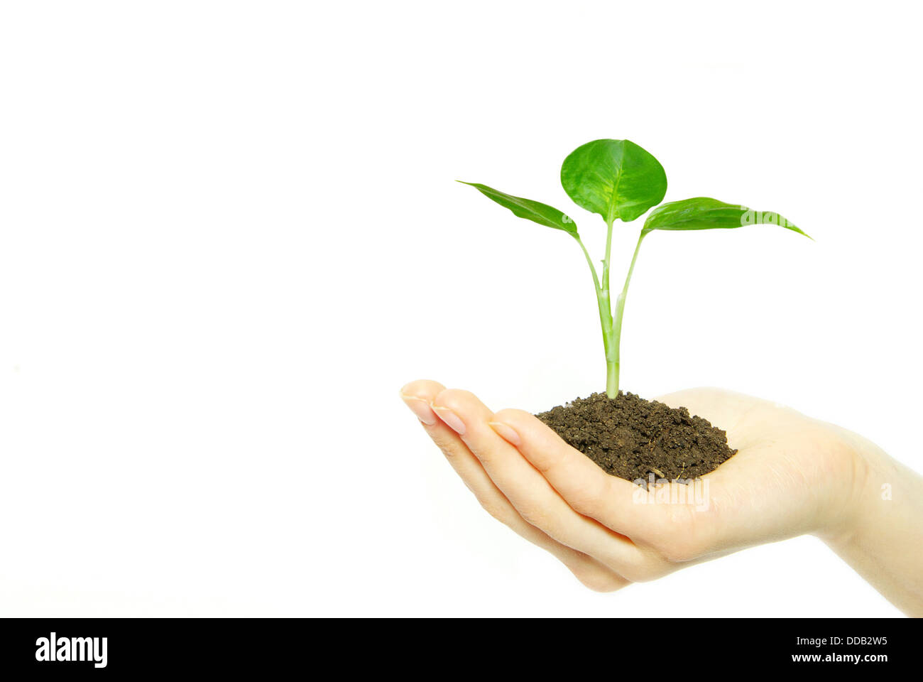 plant in hands Stock Photo - Alamy