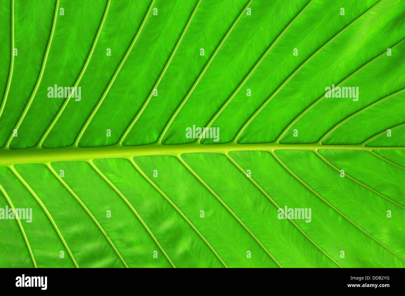 leaf as background Stock Photo - Alamy