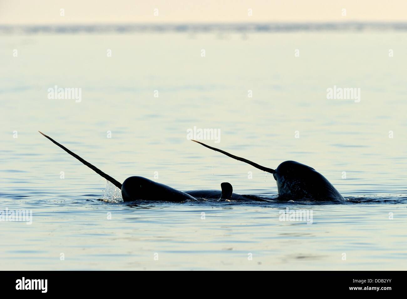 Narwhals hi-res stock photography and images - Alamy