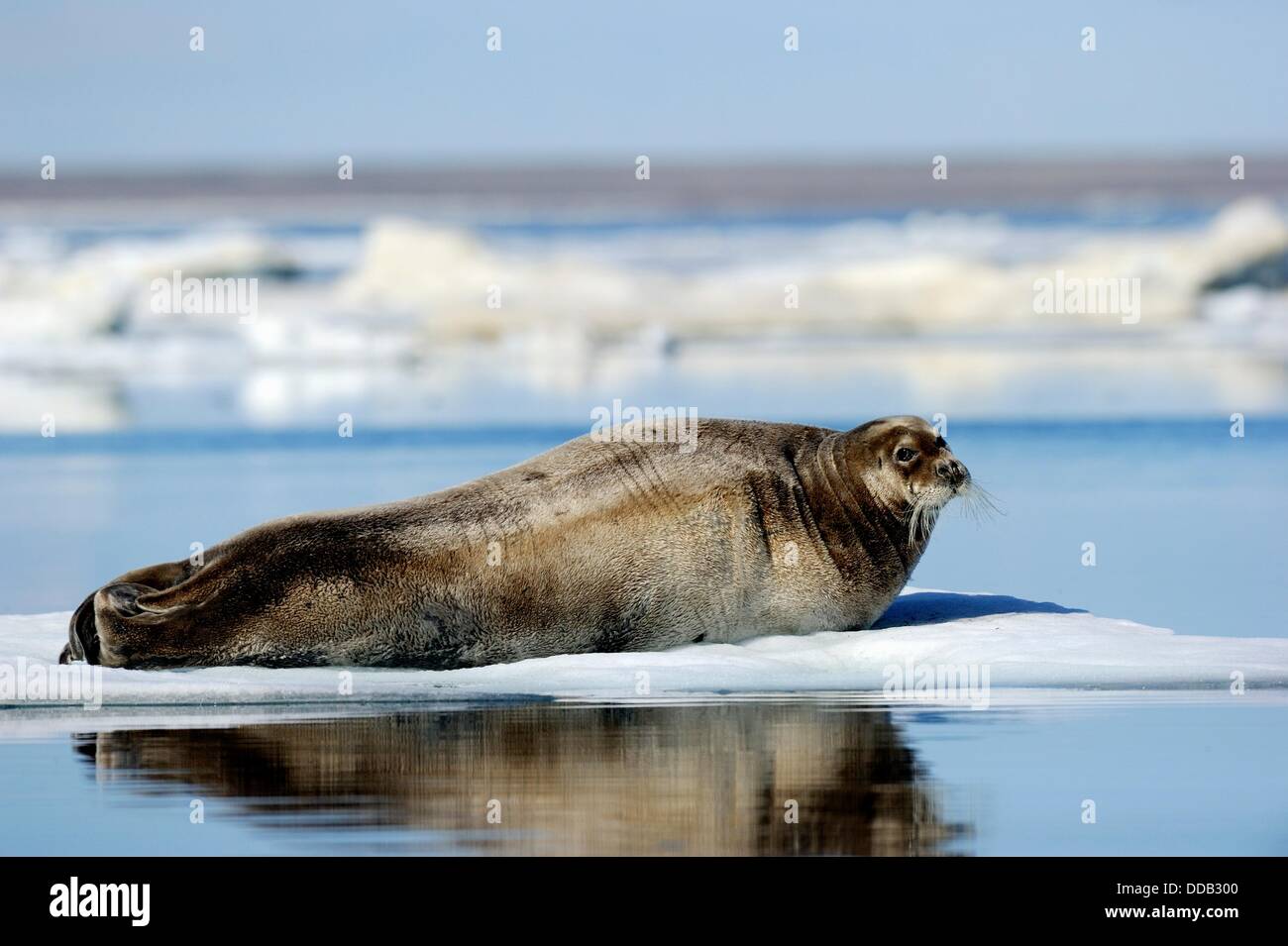 Seal basin hi-res stock photography and images - Alamy