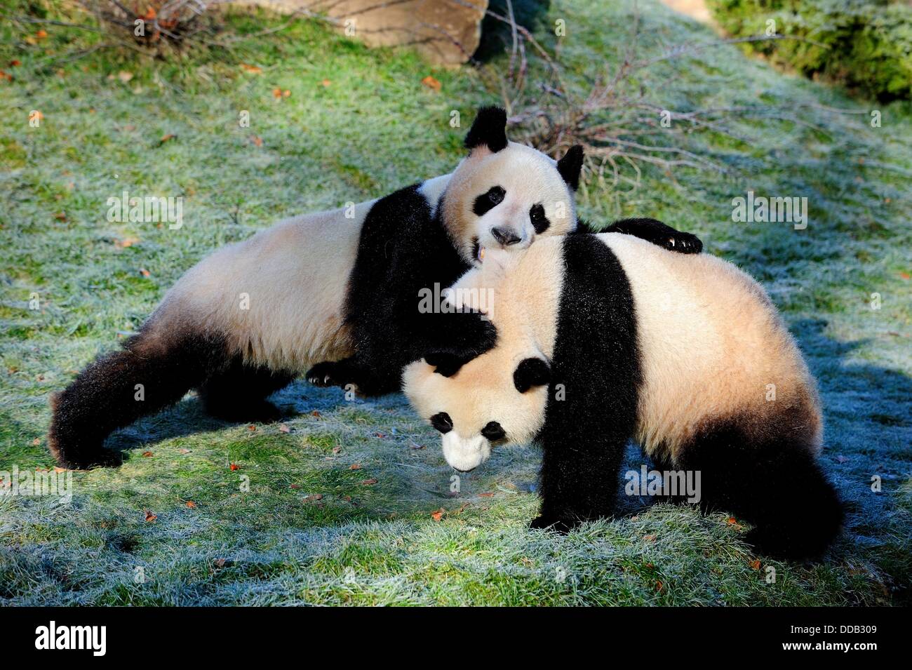 Giant Panda Fighting