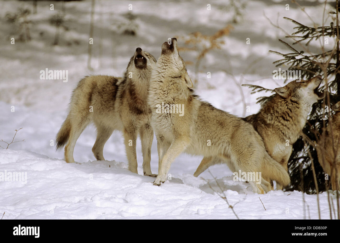 Grey wolf europe howling hi-res stock photography and images - Alamy