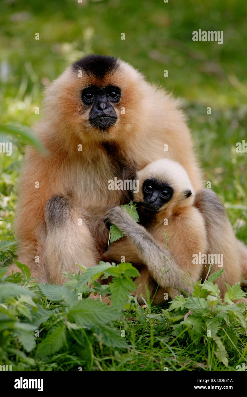 Female gibbon with baby hi-res stock photography and images - Alamy