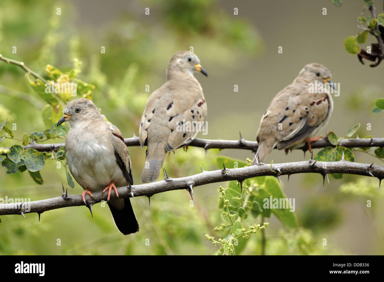 Croaking ground doves (Columbina cruziana) Chaparri Ecological Reserve ...