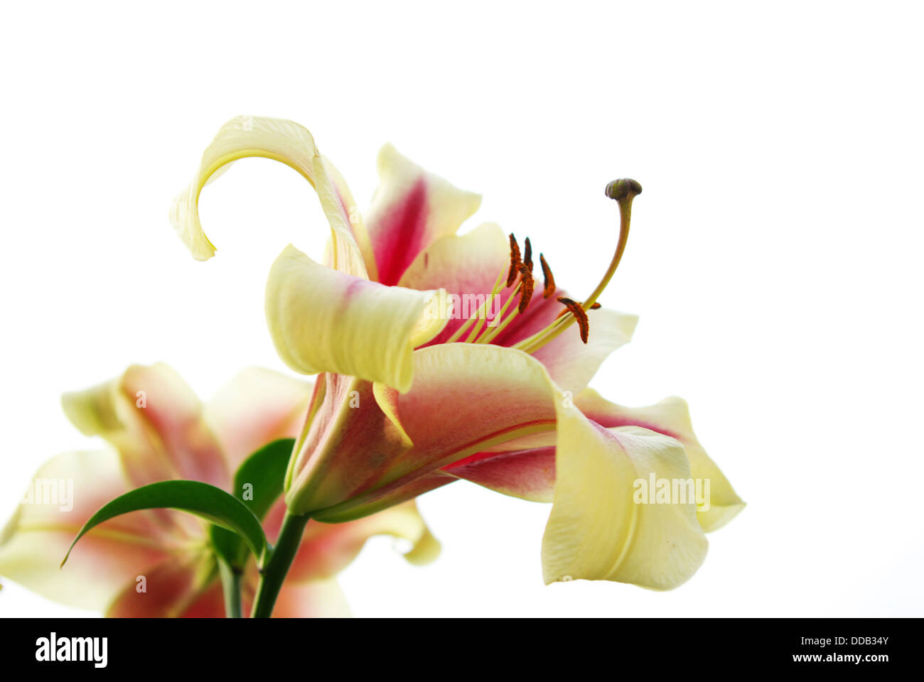 Beauty of lily Cut Out Stock Images & Pictures - Alamy