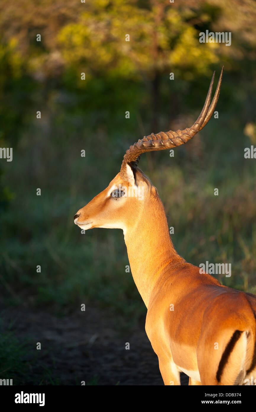 Profile of impala hi-res stock photography and images - Alamy