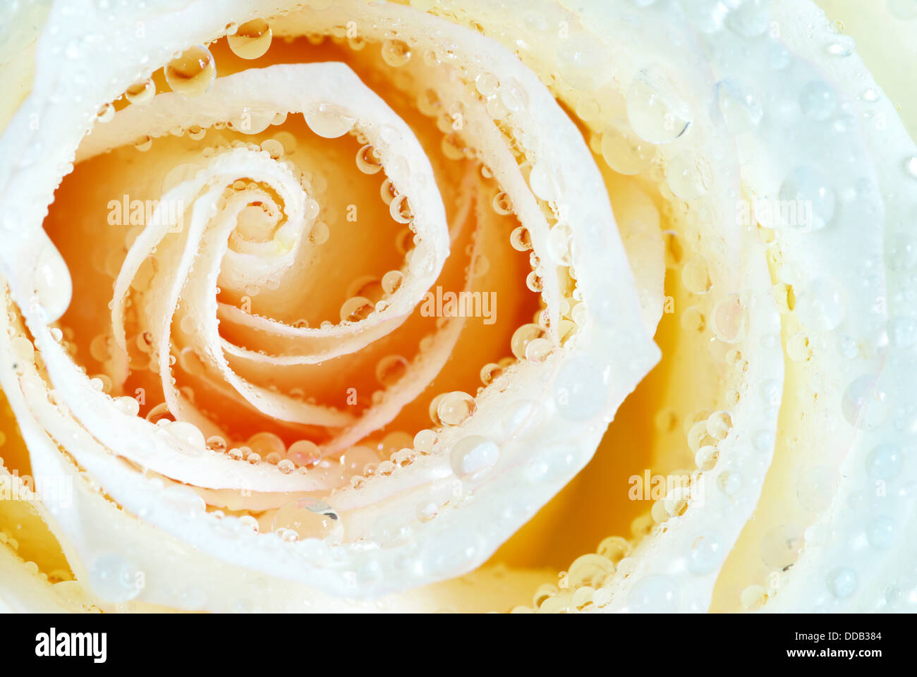 rose with drops Stock Photo - Alamy