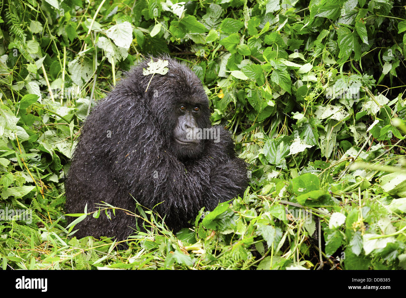 Protecting from the cold hi-res stock photography and images - Alamy