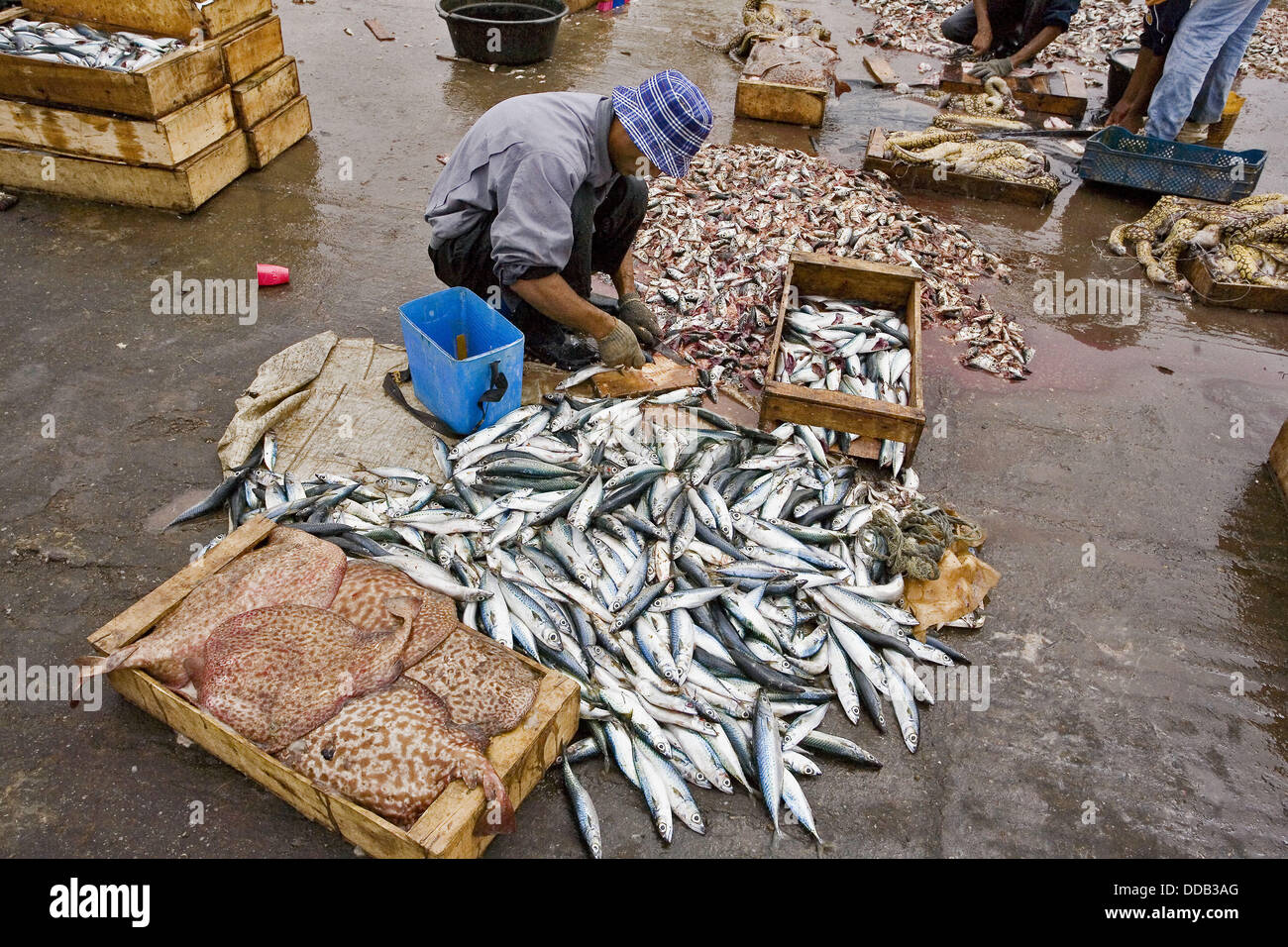Agadir fishing port hi-res stock photography and images - Alamy