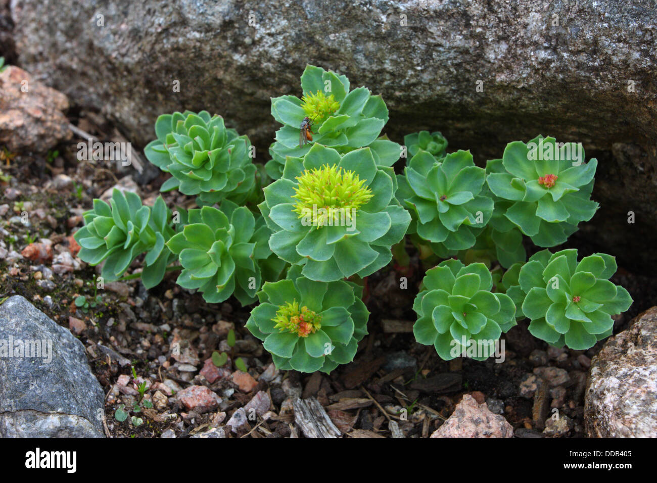 Roseroot, Rhodiola rosea, Single plant growing amongst rocks, The ...