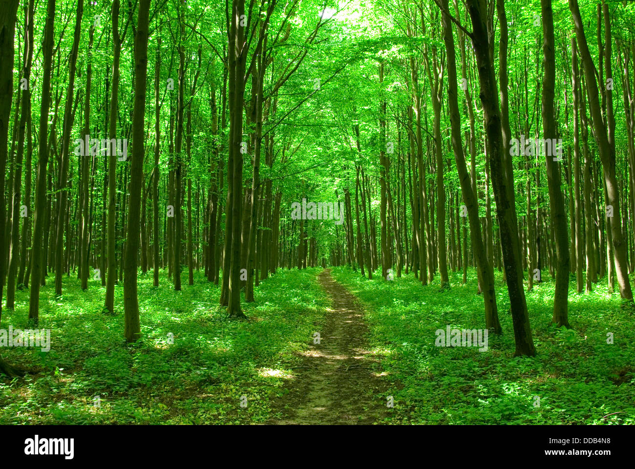 forest path Stock Photo - Alamy