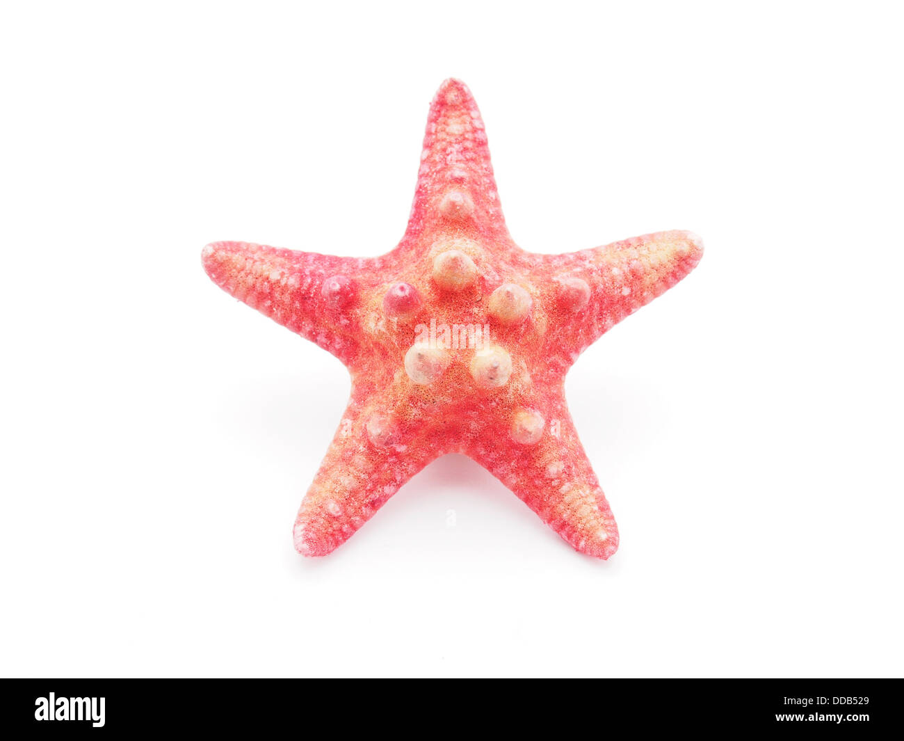 Starfish on a white background Stock Photo - Alamy