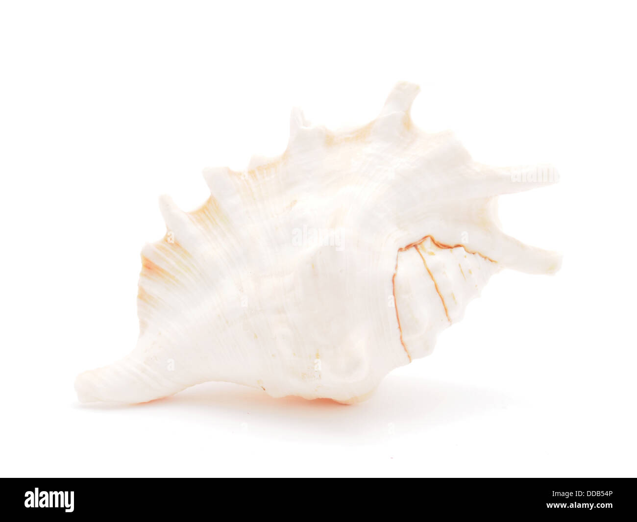 sea shell isolated on white Stock Photo - Alamy