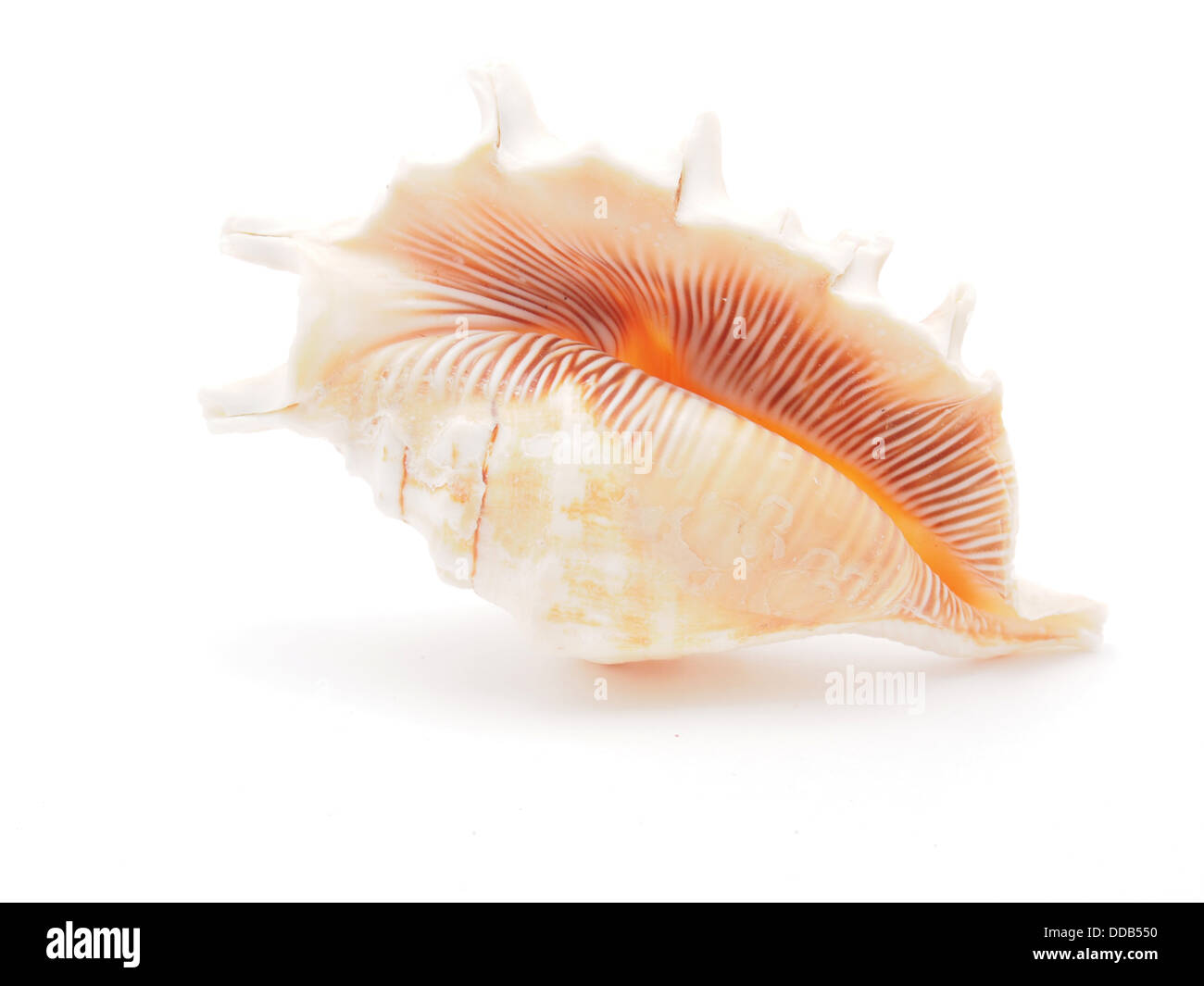 sea shell isolated on white Stock Photo - Alamy