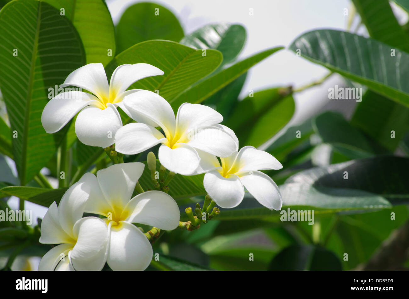Aloha flowers hi-res stock photography and images - Alamy