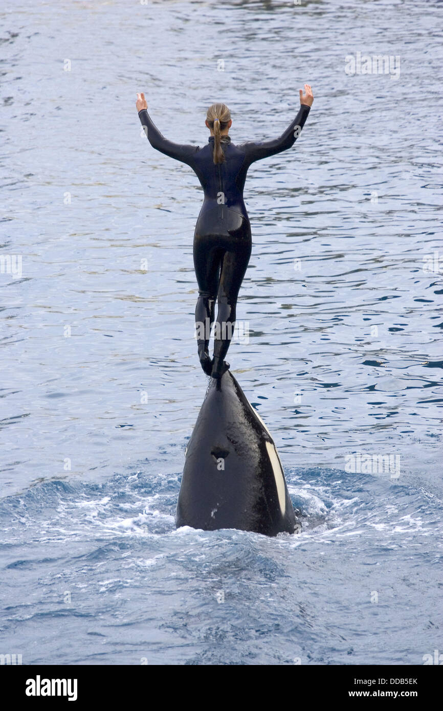 Female killer whale underwater hi-res stock photography and images - Alamy