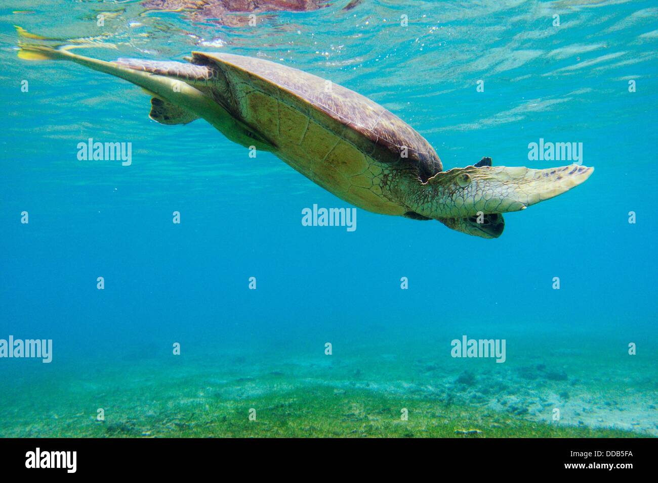 Mayotte comores hi-res stock photography and images - Alamy