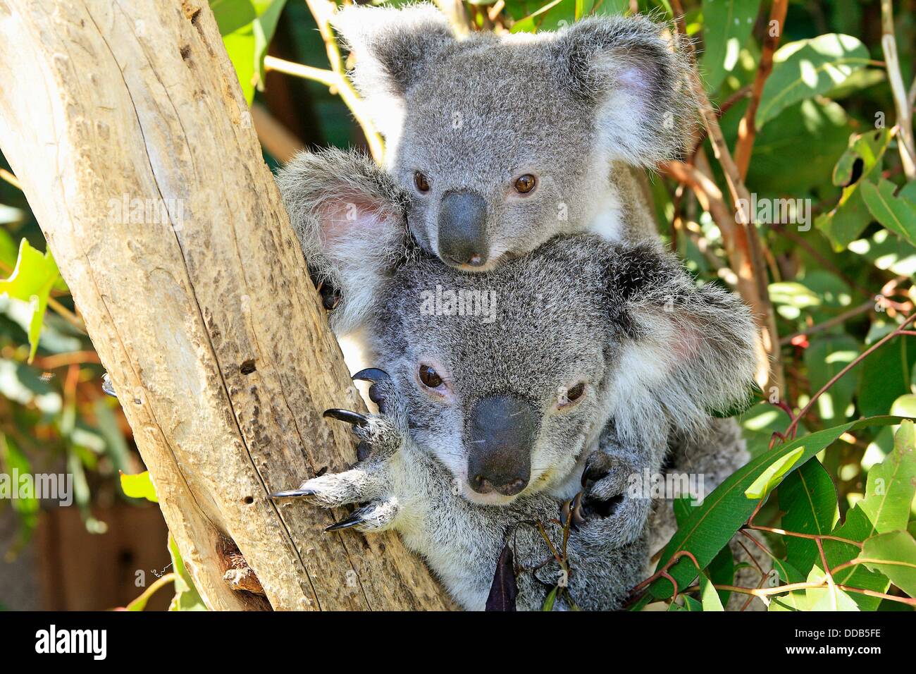 Two koalas tree hi-res stock photography and images - Alamy