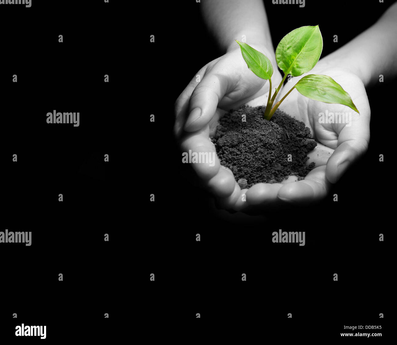 plant in hands Stock Photo - Alamy