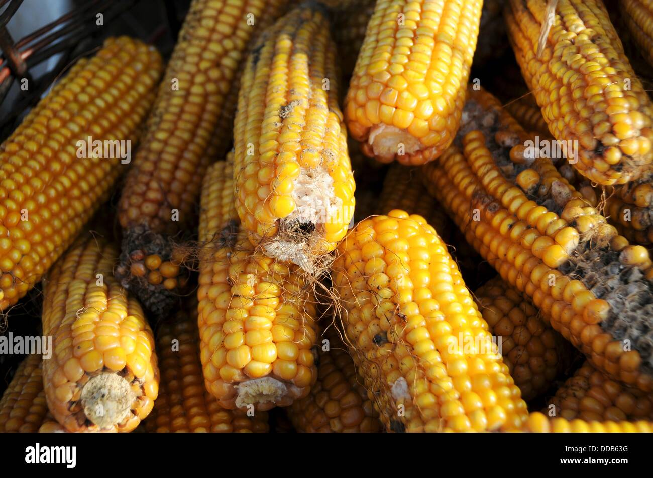 Land dry again hi-res stock photography and images - Alamy