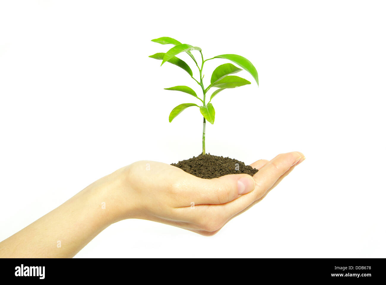 plant in hand Stock Photo - Alamy