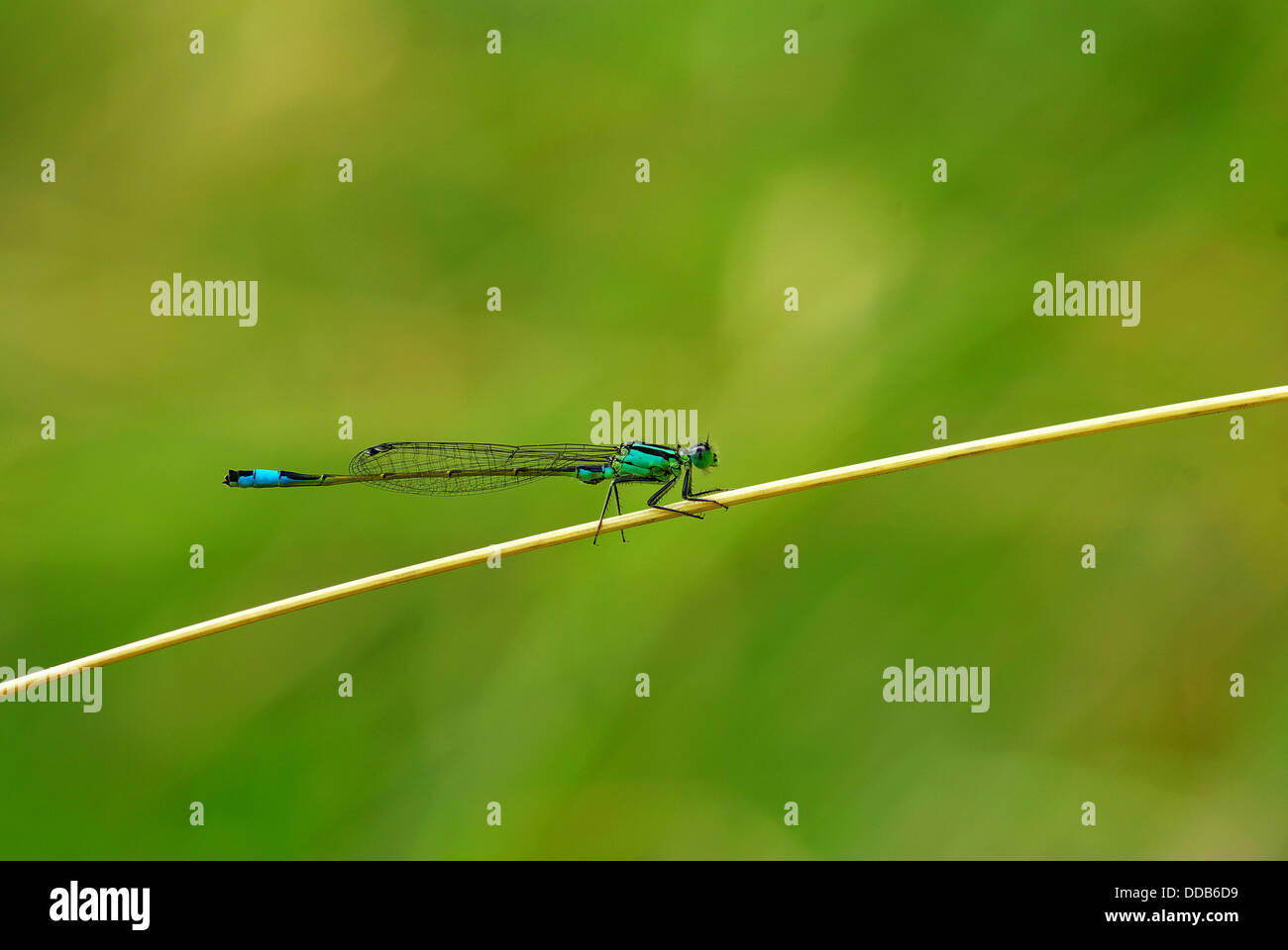 Dragon insect hi-res stock photography and images - Alamy