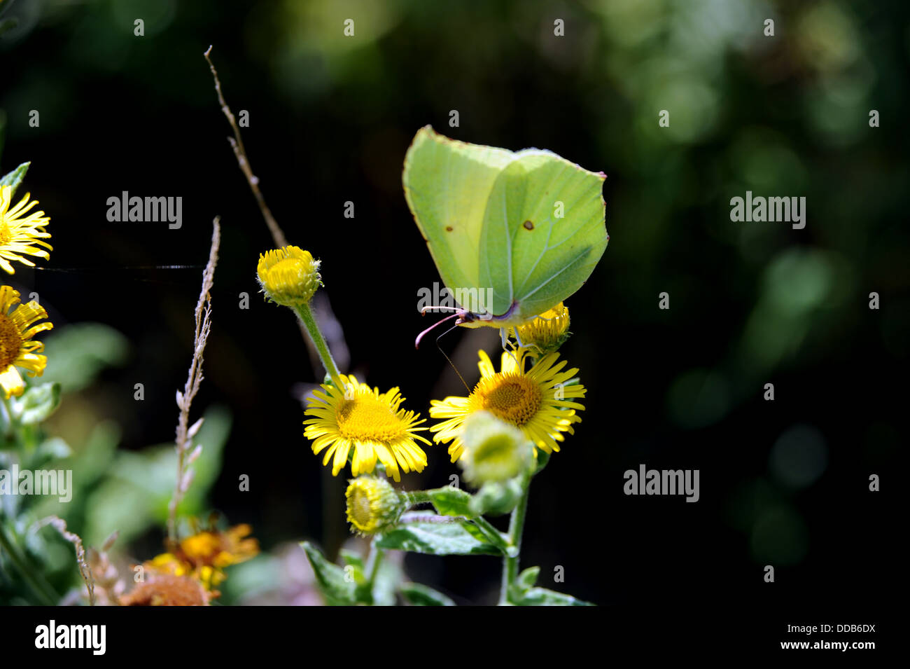 Common Brimstone butterfly Gonepteryx rhamni Male at Pulborough Brooks ...