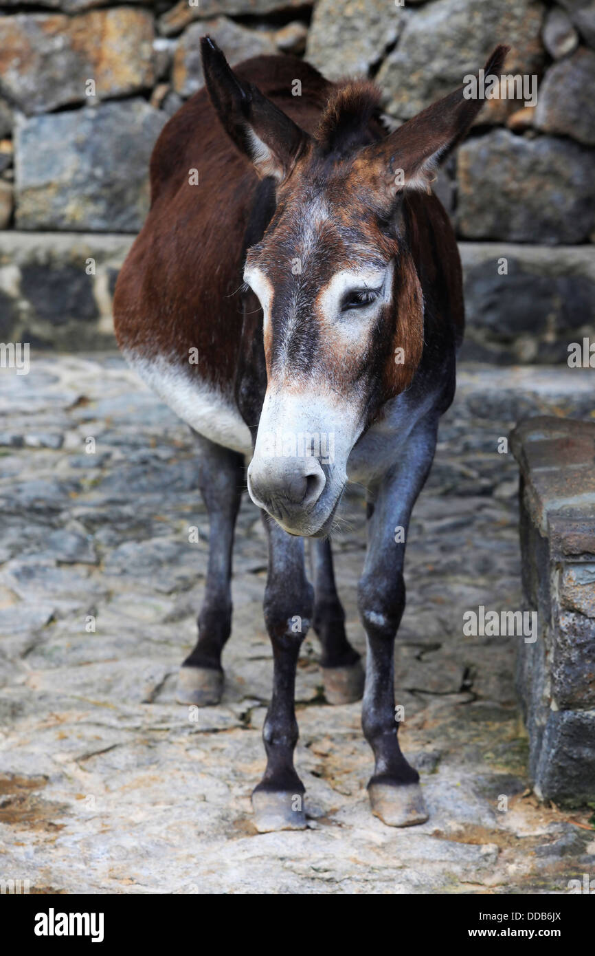 Donkey dun hi-res stock photography and images - Alamy