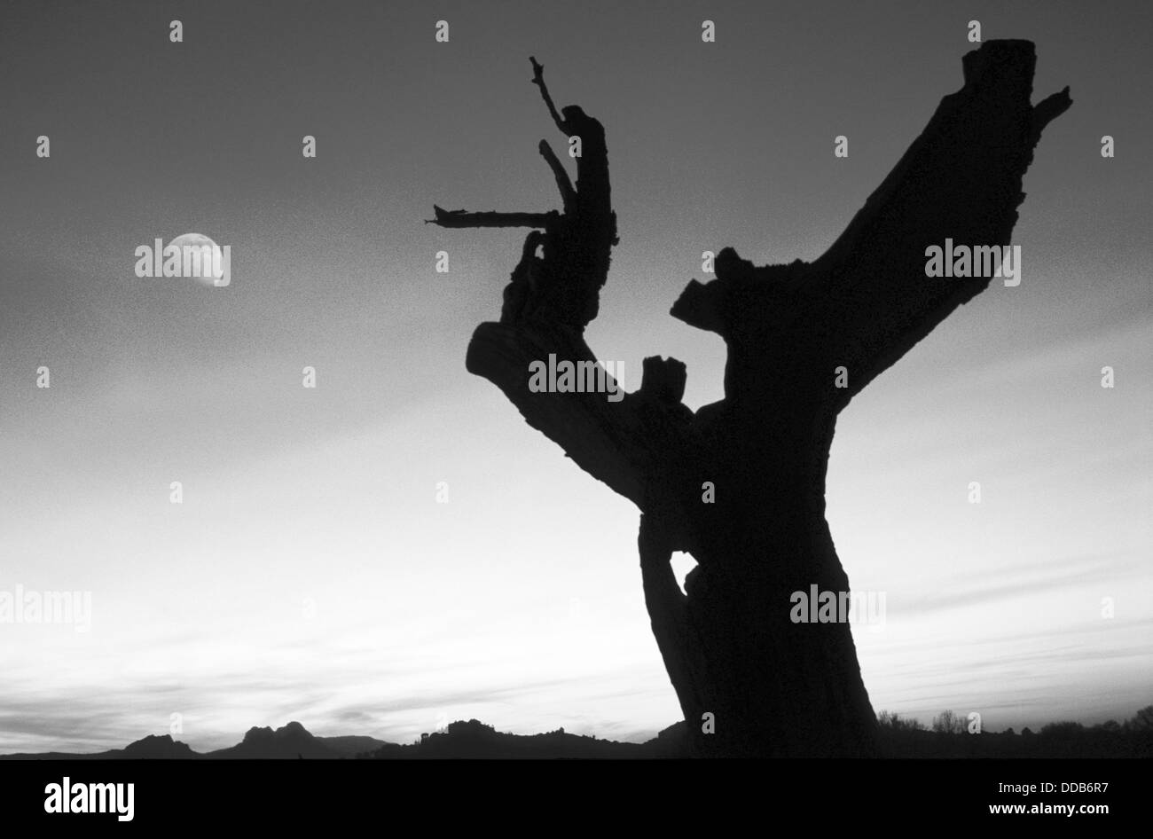 A tree stump in the night sky Stock Photo - Alamy