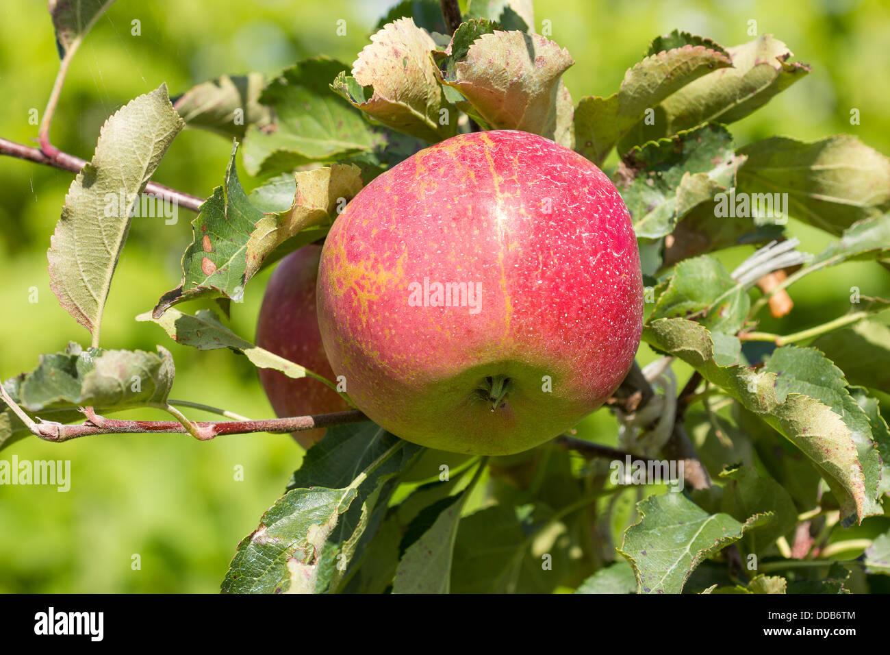 Apple tree with red apples in a garden Stock Photo - Alamy