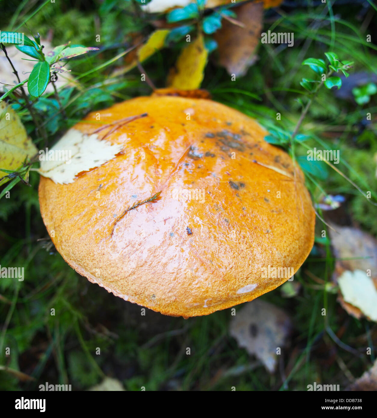 orange-cap boletus mushroom Stock Photo - Alamy