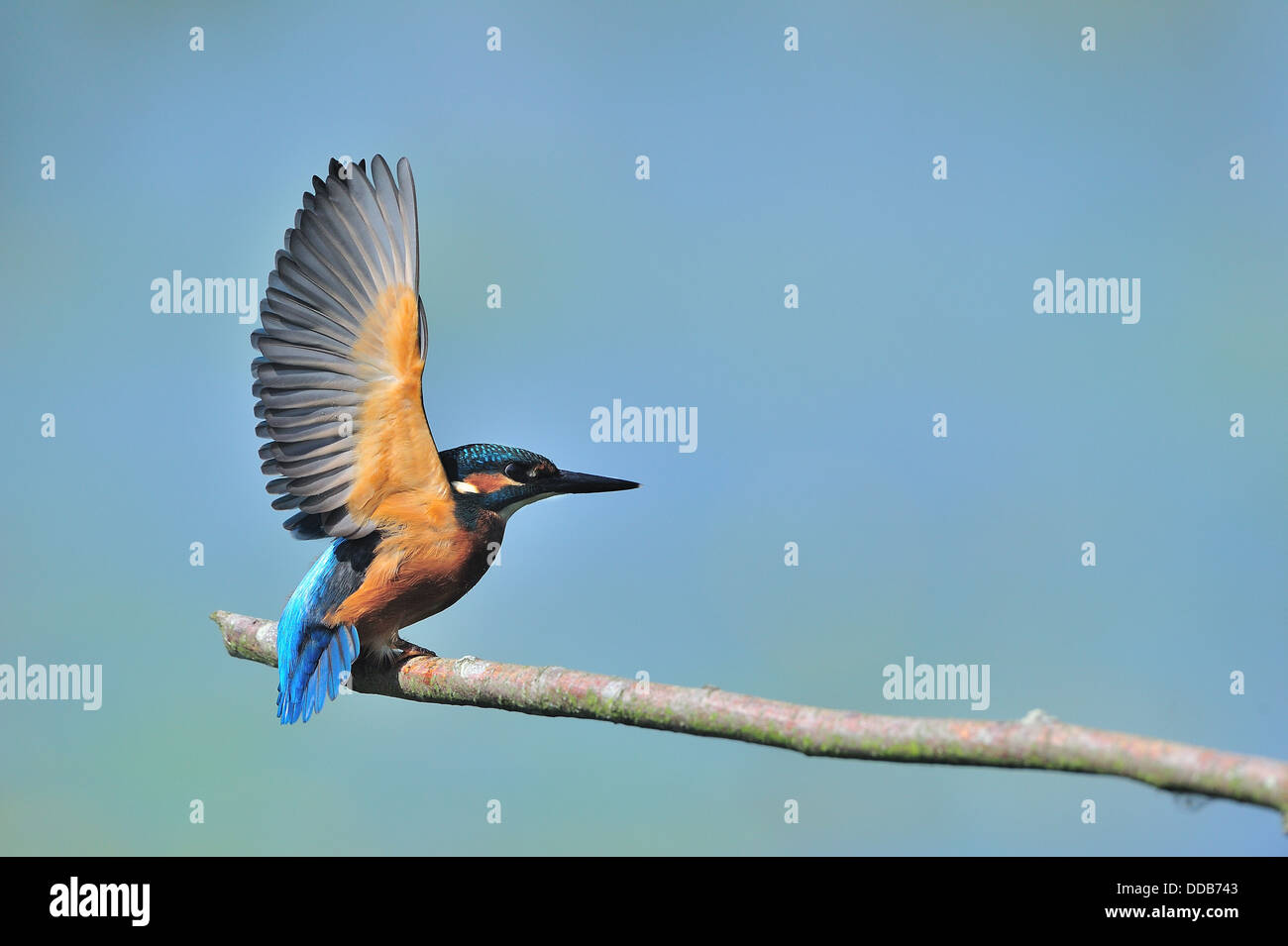 Kingfisher reserve hi-res stock photography and images - Alamy