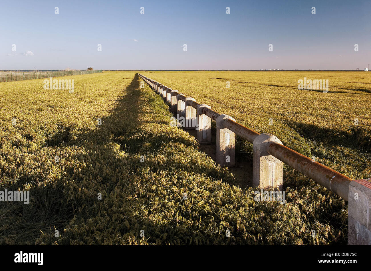 Rice fields, Ebro River delta. Tarragona province, Catalonia, Spain ...