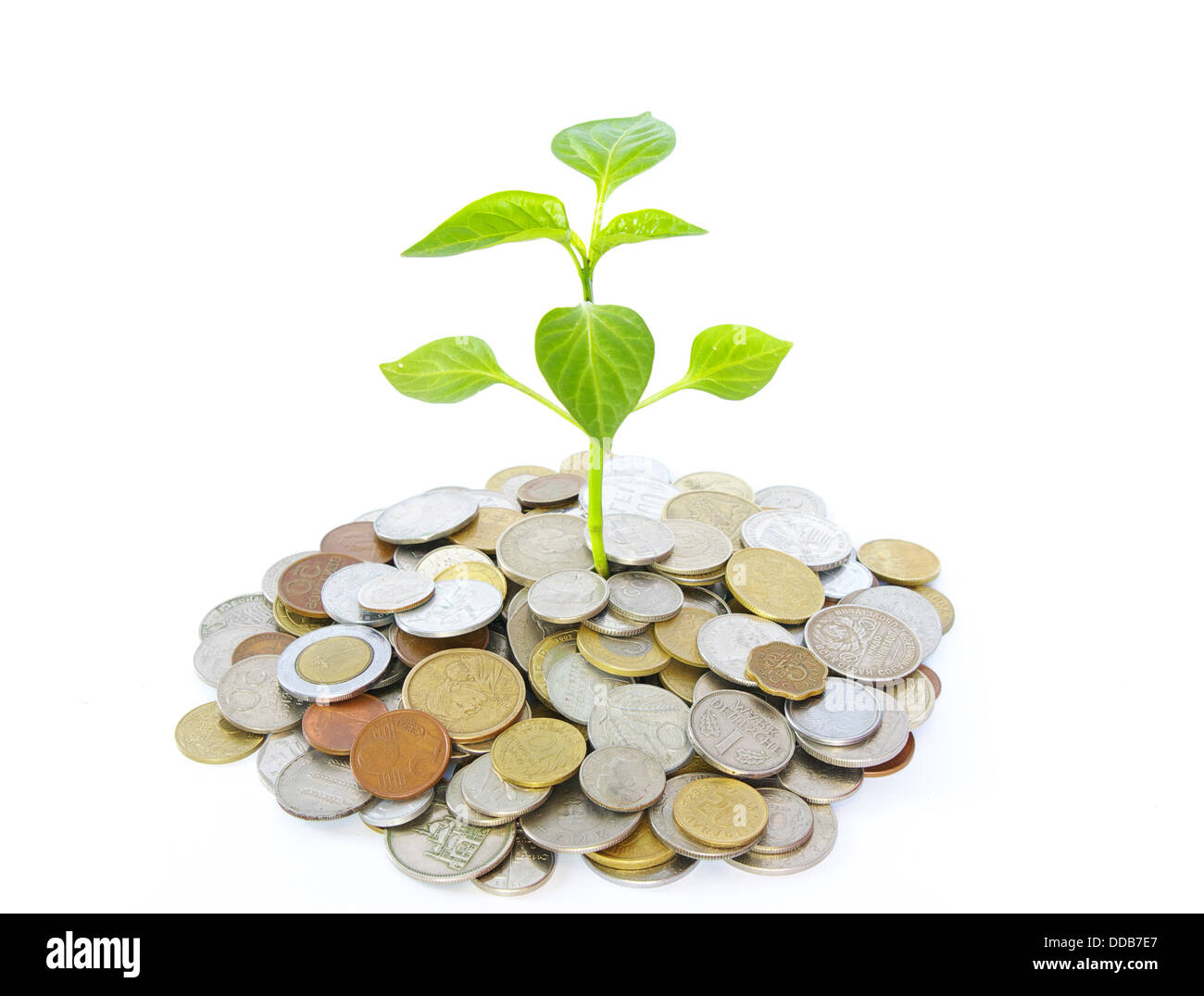 plant in coins Stock Photo - Alamy