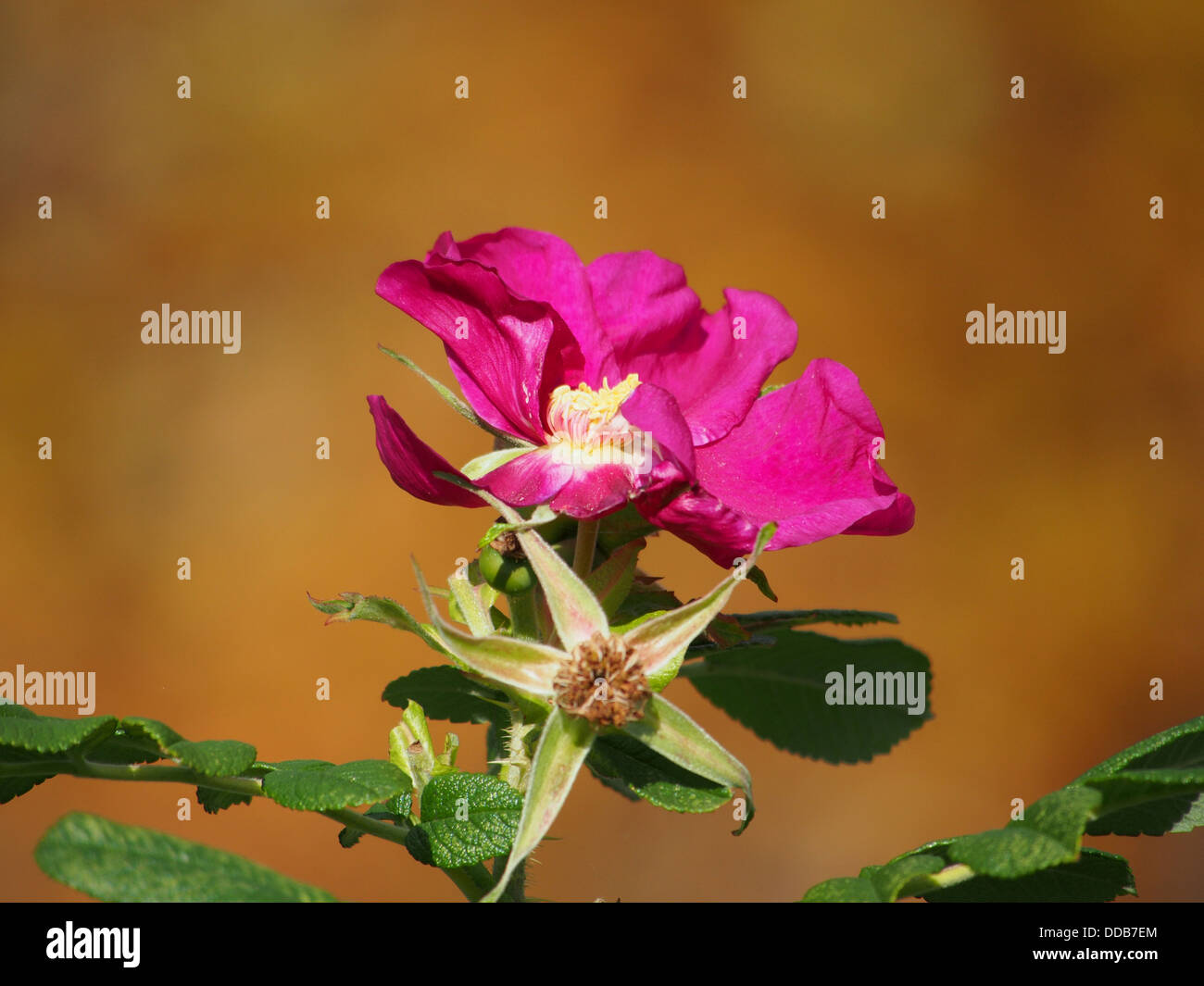 Dog rose (Rosa canina) flower Stock Photo - Alamy