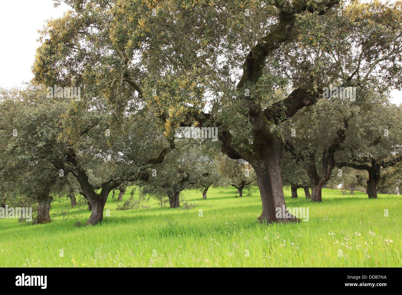 Typical meadow landscape, Portugal Stock Photo - Alamy