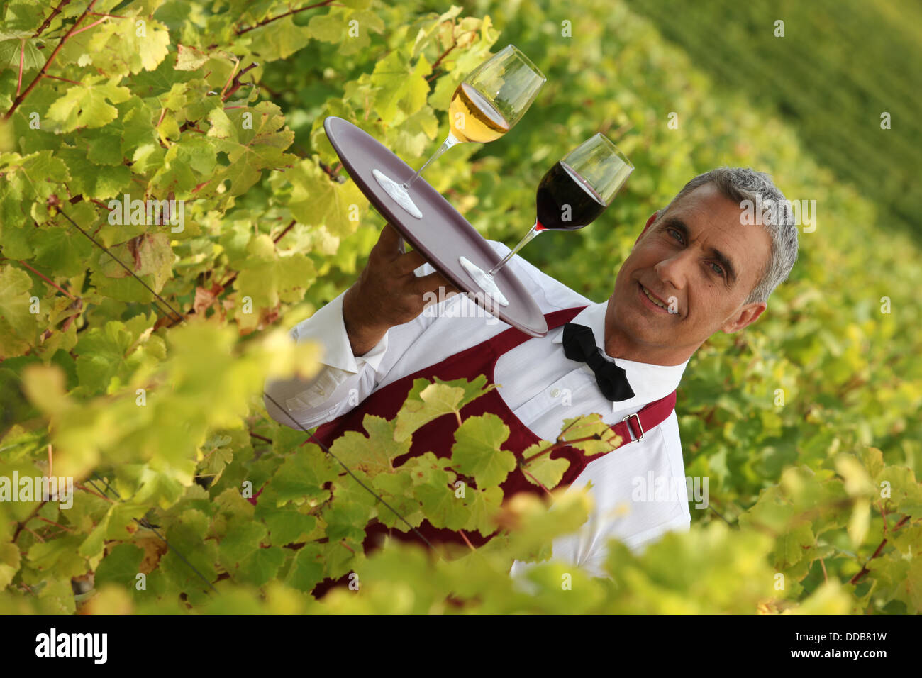 Waiter serving wine Stock Photo - Alamy