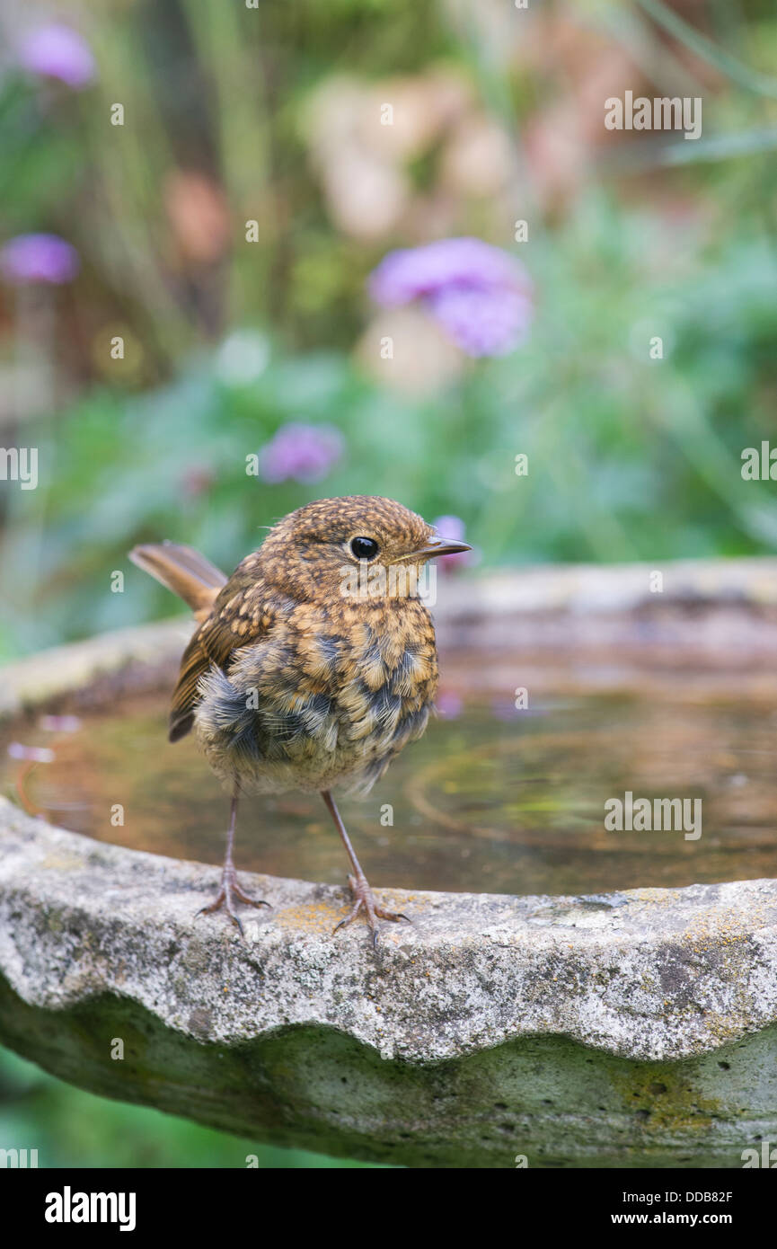 Fledged juvenile Robin on a bird bath Stock Photo - Alamy